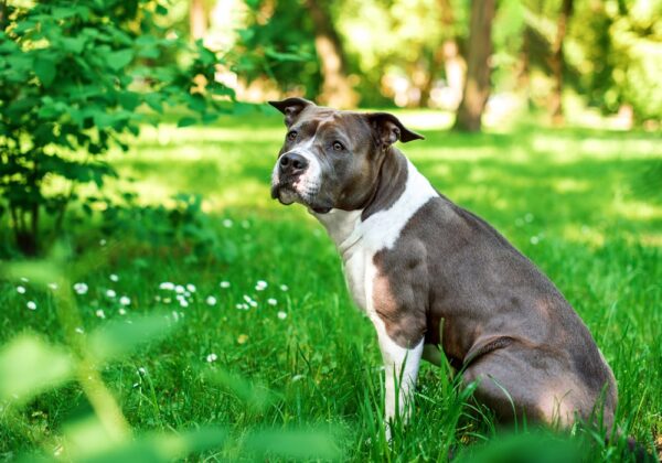 American Staffordshire Terrier ou Am Staff : Guide complet