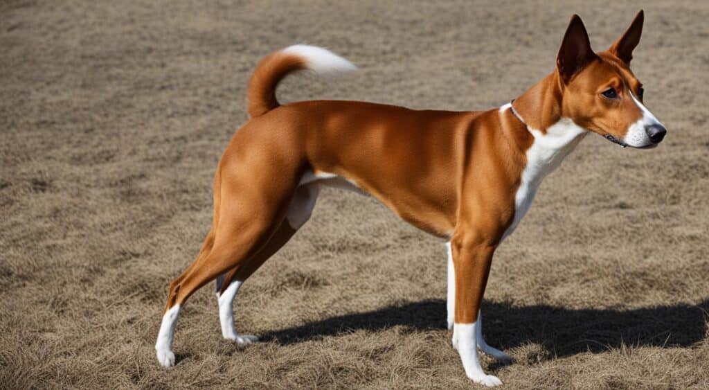 Basenji : Caractère, éducation & santé (guide complet)
