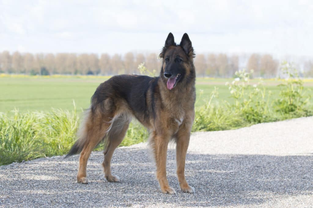 Berger belge Tervueren : Un chien actif et intelligent