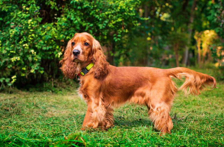 Cocker Spaniel Anglais : Caractère, éducation & santé