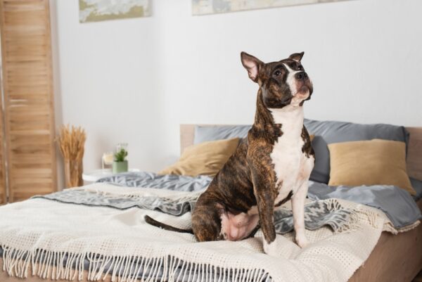 American Staffordshire Terrier ou Am Staff : Guide complet