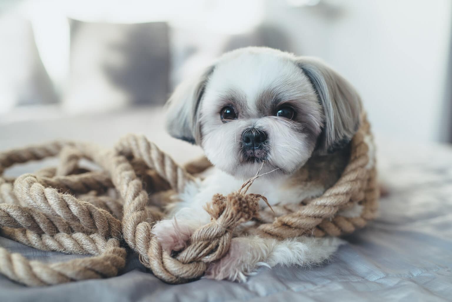 Shih Tzu : Caractère, éducation & santé (guide complet)