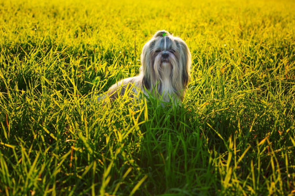 Shih Tzu : Caractère, éducation & santé (guide complet)