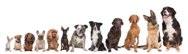 Toutes les races de chiens : Liste et classification FCI