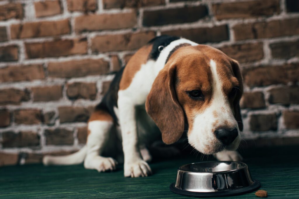 Beagle : Caractère, éducation & santé (guide complet)