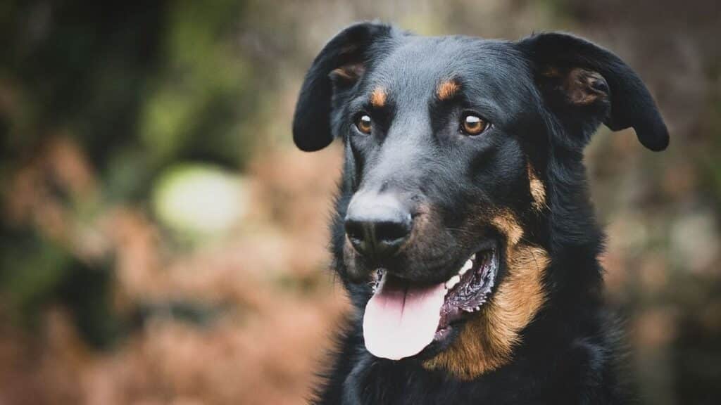 Beauceron