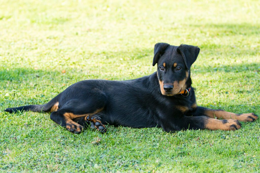 Beauceron