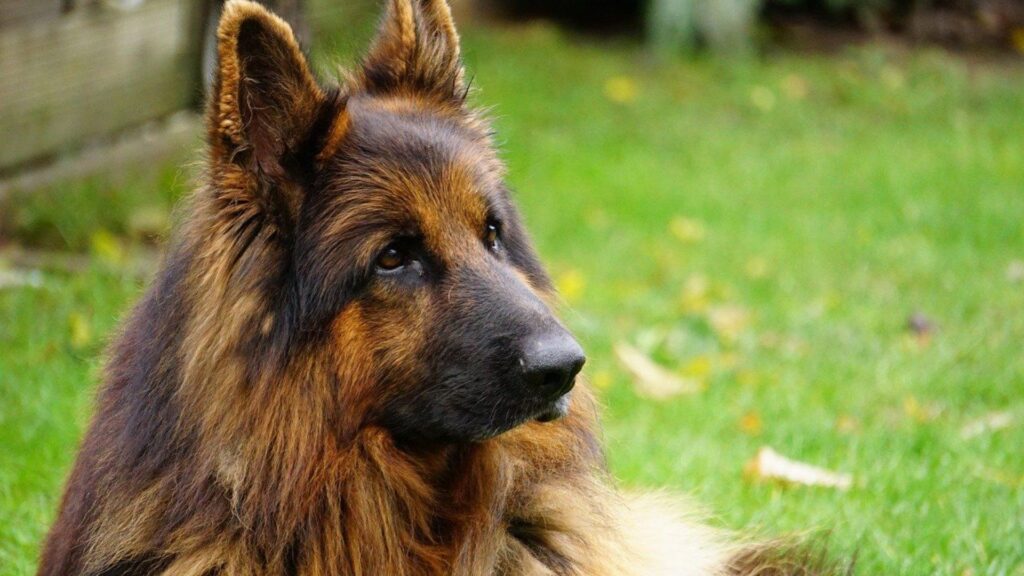 Altdeutscher Schäferhund ou Berger Allemand ancien type