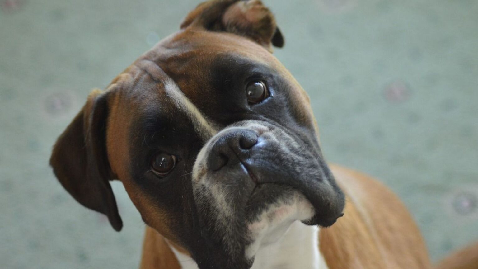 Chien Boxer : Caractère, éducation & santé (guide complet)