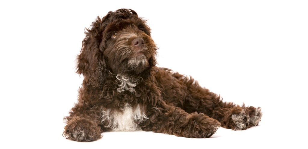Cockapoo