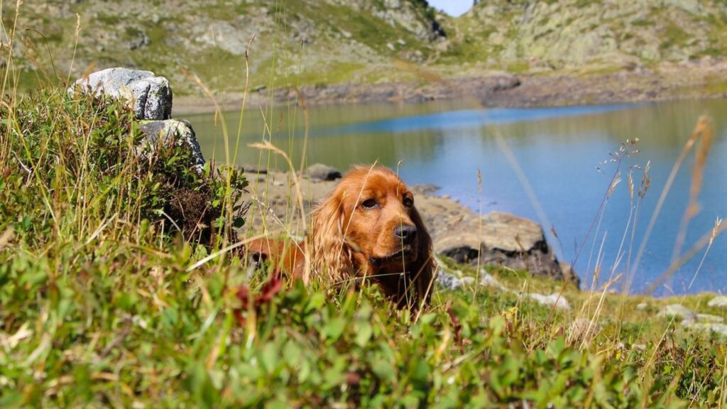 Cocker Spaniel Anglais : Caractère, éducation & santé