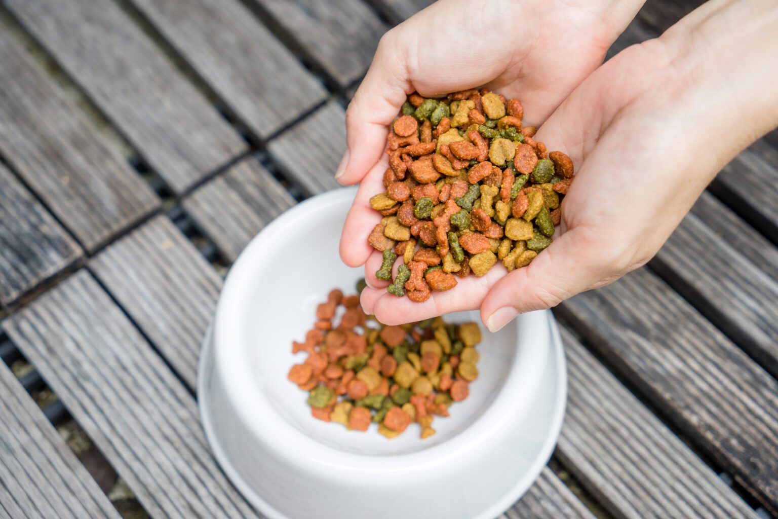 Alimentation pour Chien : Guide Expert pour des repas sains