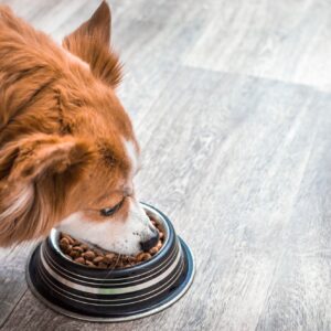 Alimentation pour Chien : Guide Expert pour des repas sains