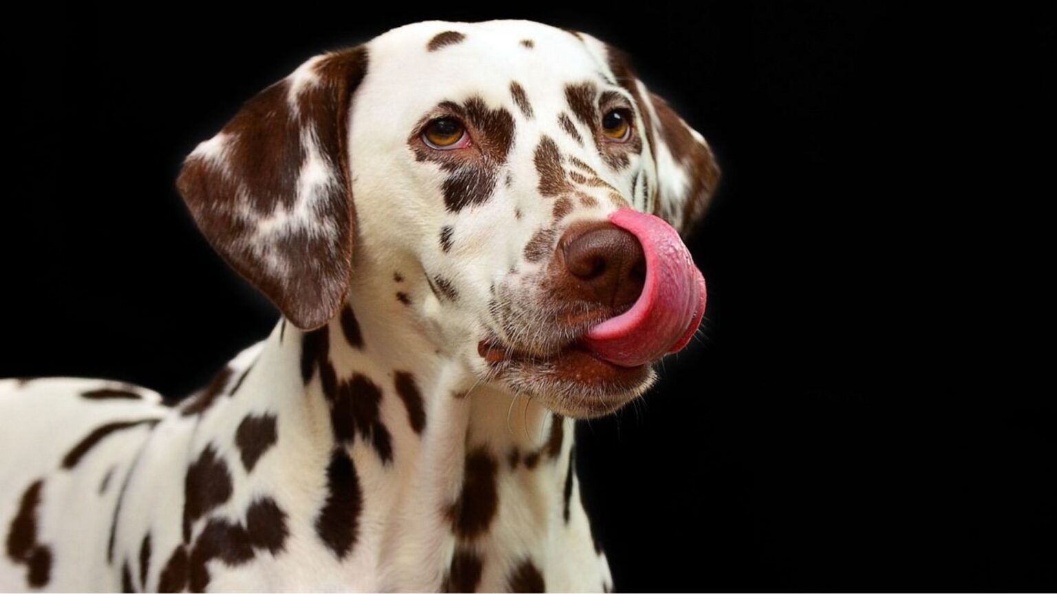 Dalmatien : Caractère, éducation & santé (guide complet)