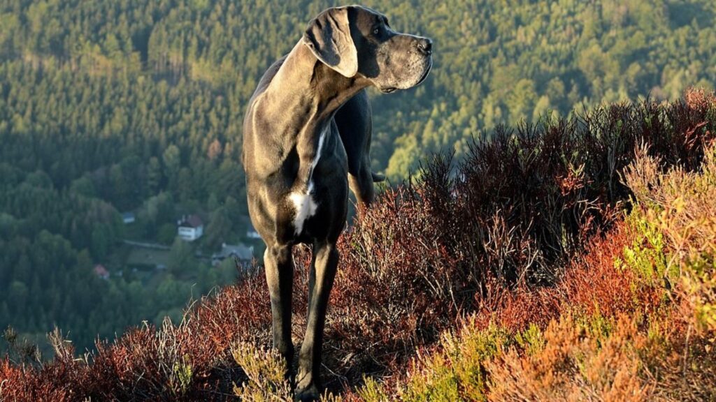 Dogue allemand : Caractère, éducation & santé (guide complet)
