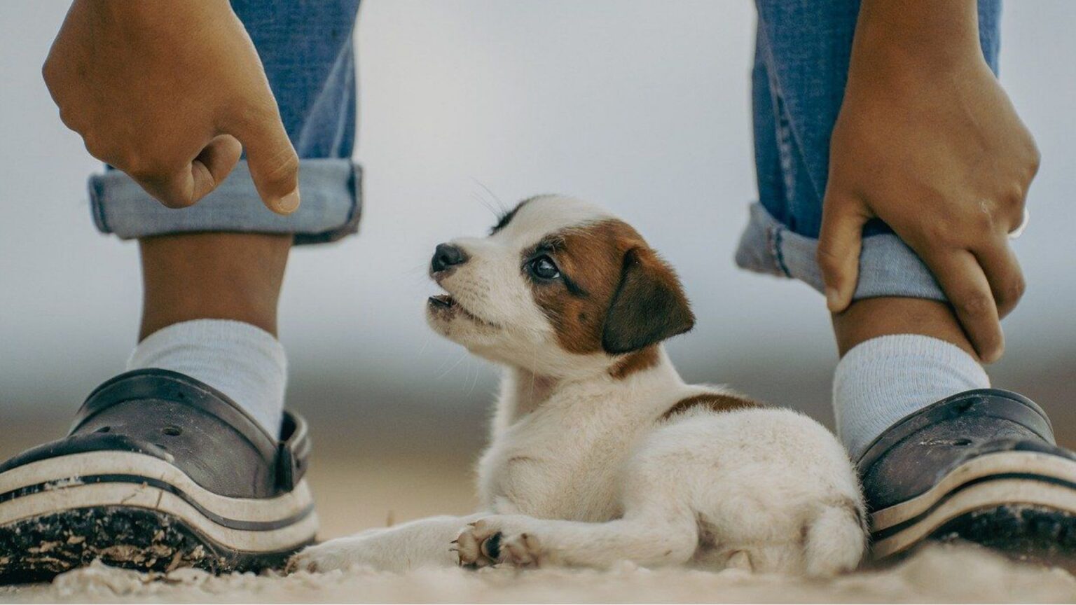 Jack Russell : Caractère, éducation & santé (guide complet)