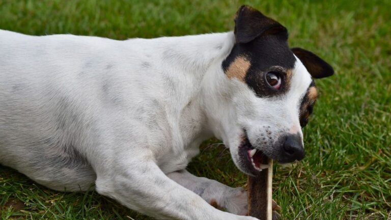 Jack Russell : Caractère, éducation & santé (guide complet)