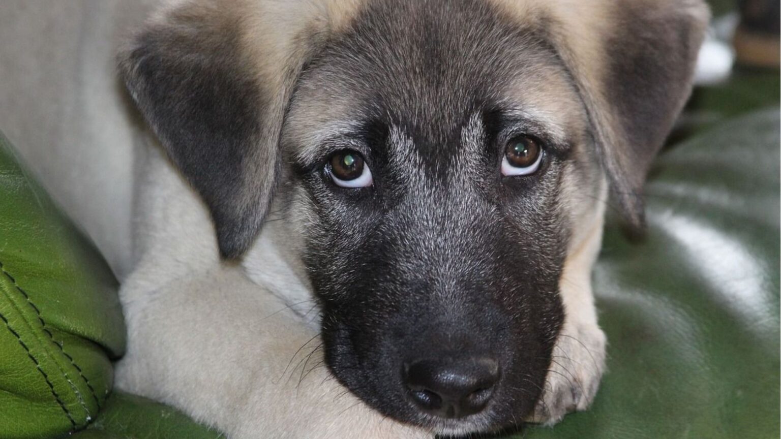 Kangal ou Berger d'Anatolie : Caractère, éducation & santé