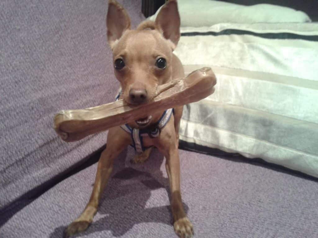 Pinscher nain : Caractère, éducation & santé (guide complet)