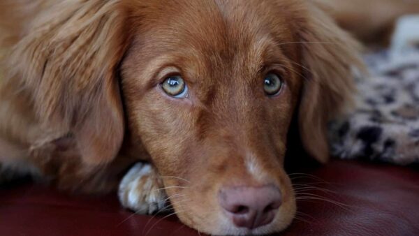 Retriever de la Nouvelle-Écosse : Caractère, éducation & santé (guide ...