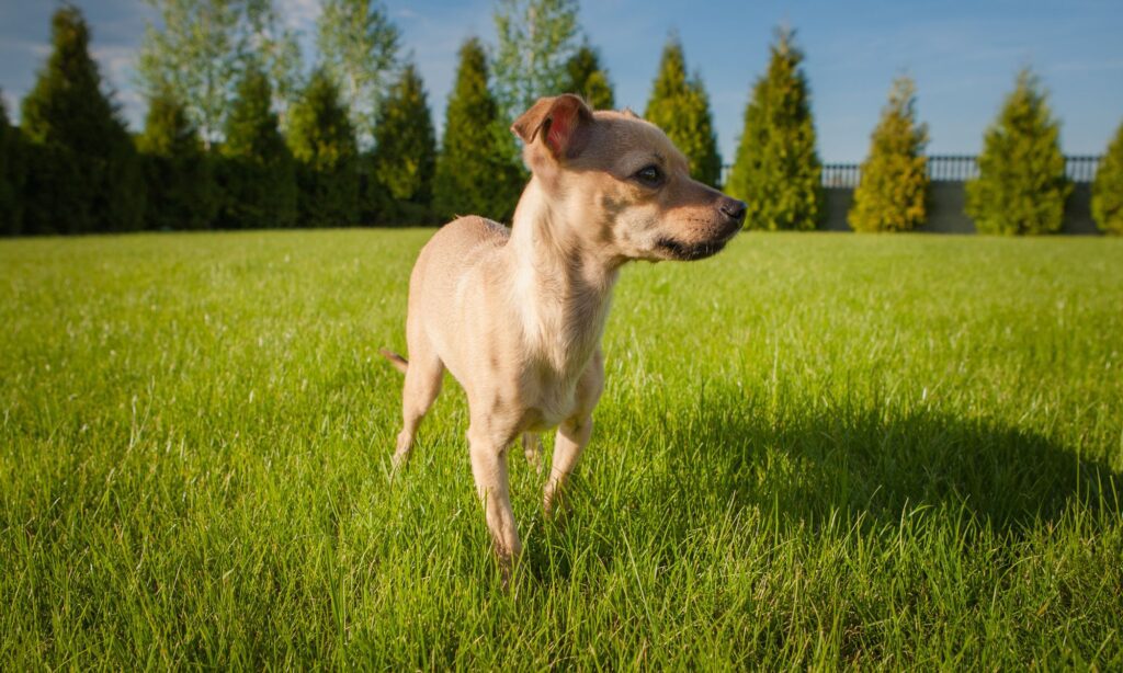 Petit chien lion : Caractère, éducation & santé (guide complet)