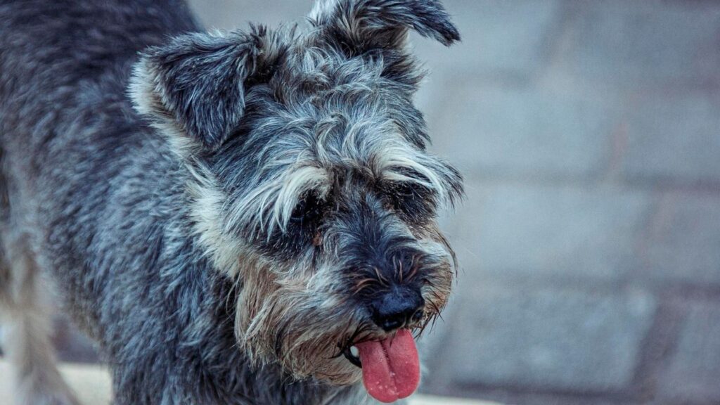 Schnauzer nain : Caractère, éducation & santé (guide complet)