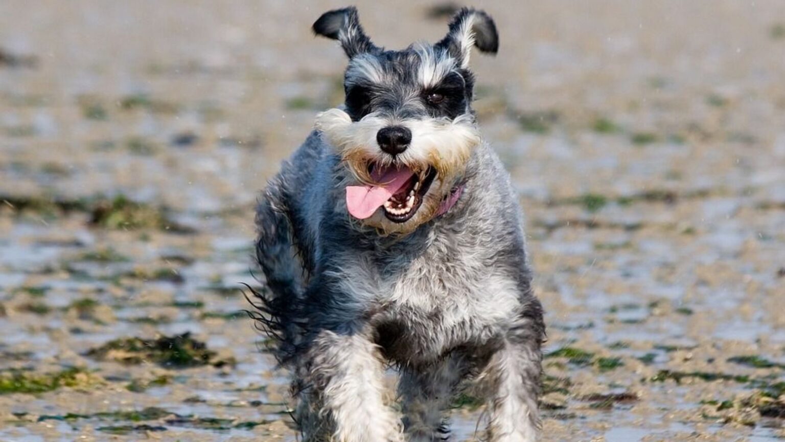 Schnauzer nain : Caractère, éducation & santé (guide complet)