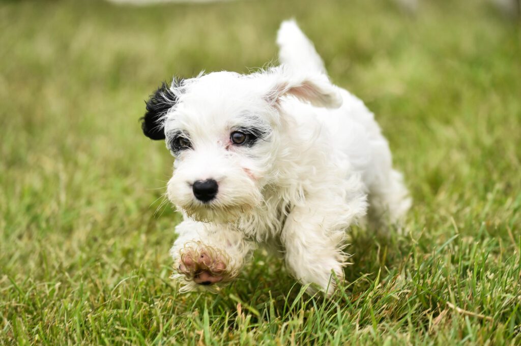 Sealyham Terrier : Caractère, éducation & santé (guide)