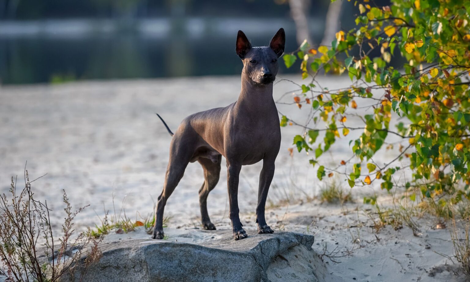 Chien Boxer : Caractère, éducation & santé (guide complet)