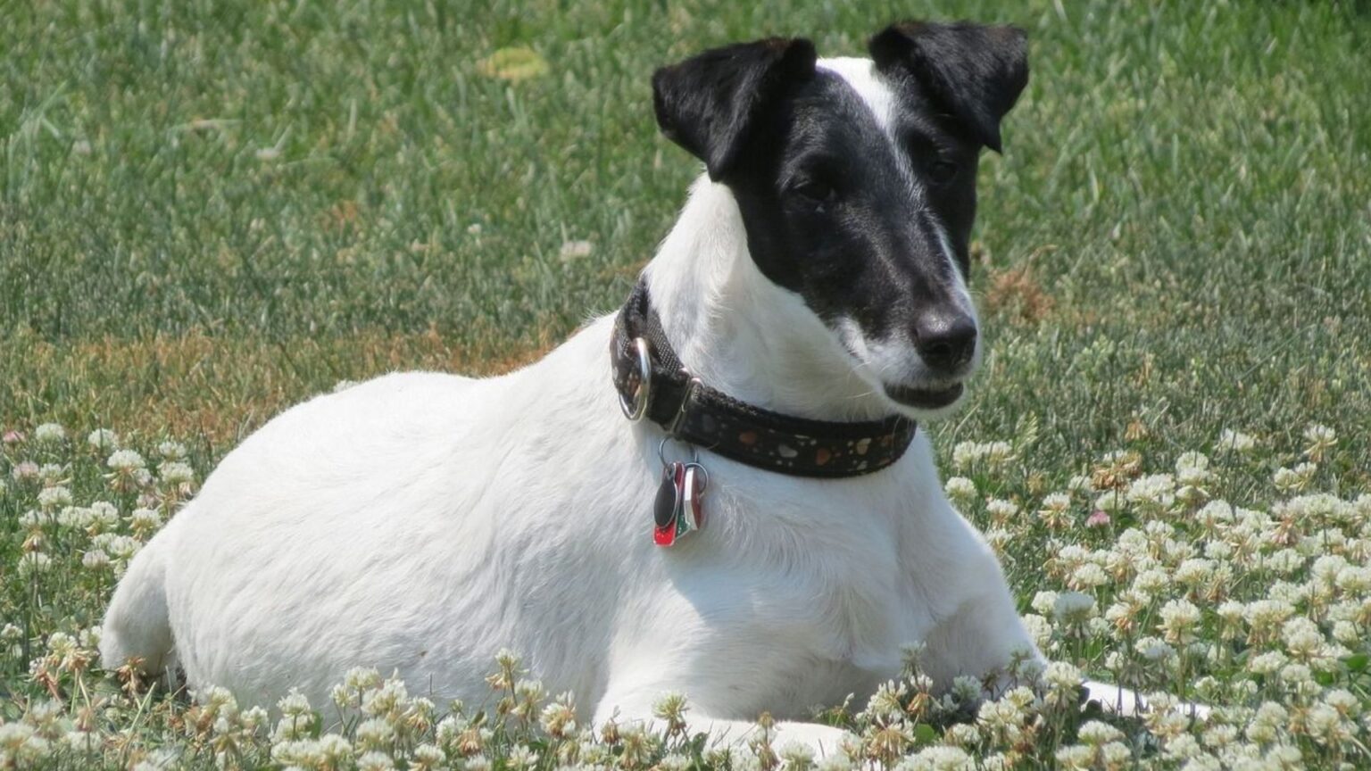 Fox Terrier : Caractère, éducation & santé (guide complet)