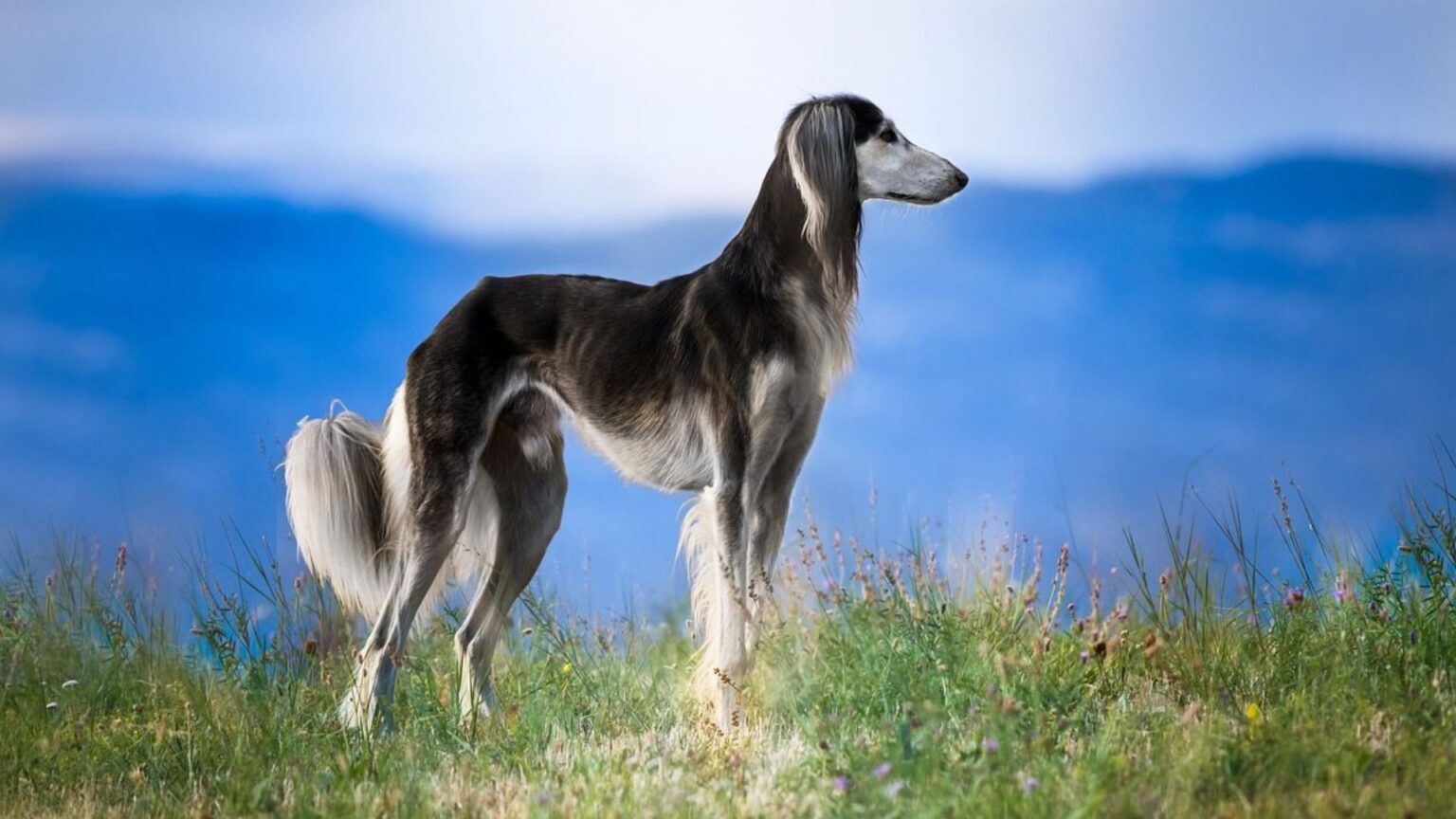 Saluki ou Lévrier persan : Caractère, éducation & santé